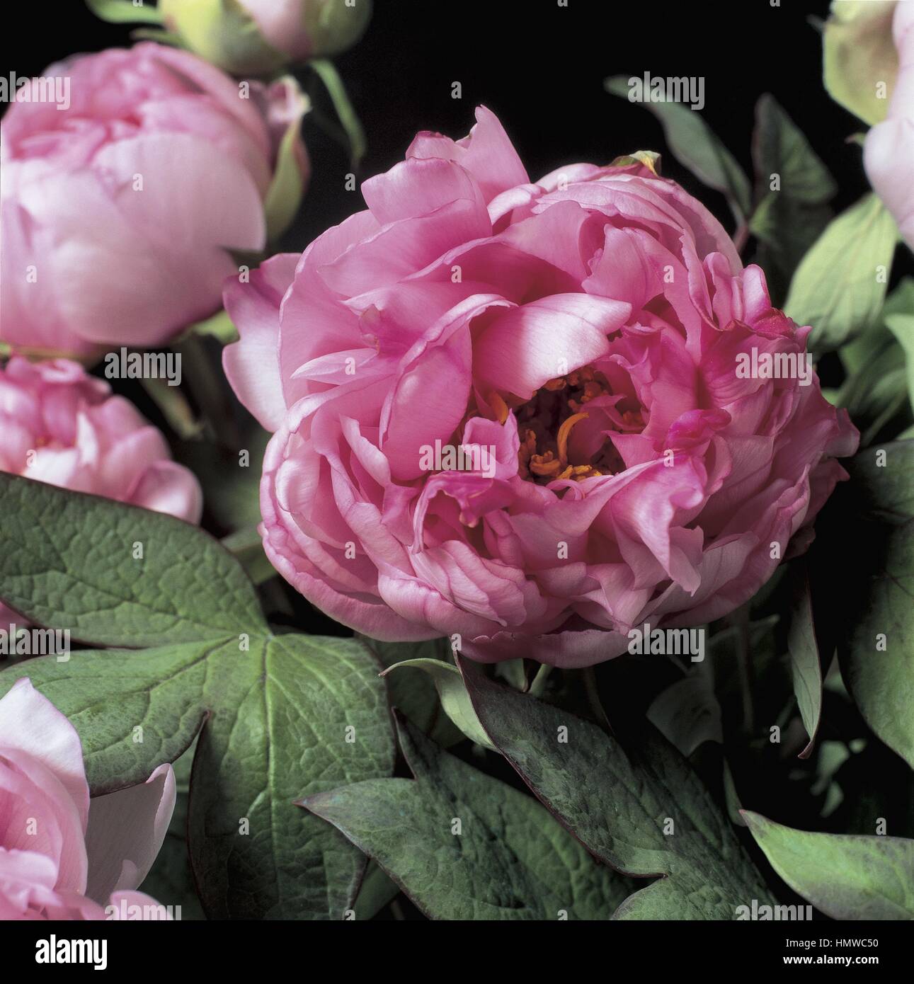 Botany - Ranunculaceae. Common peony (Paeonia officinalis Stock Photo ...