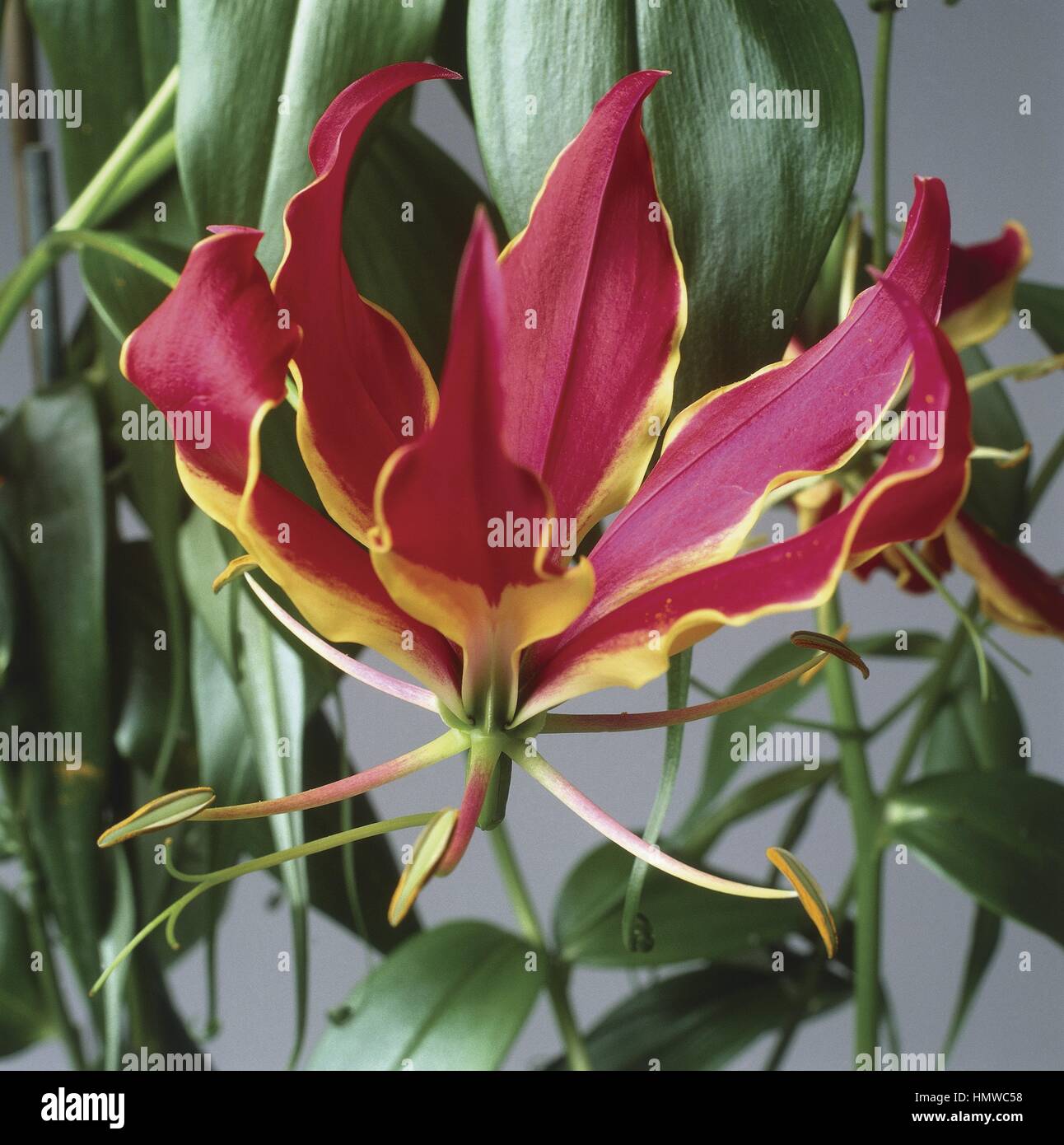 Botany liliaceae glory hi-res stock photography and images - Alamy