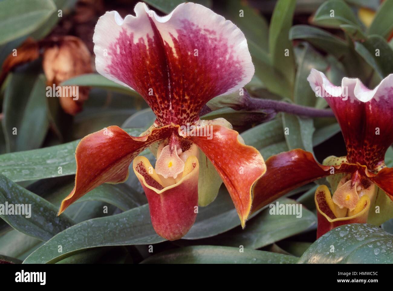 Paphiopedilum hybrid hi-res stock photography and images - Alamy