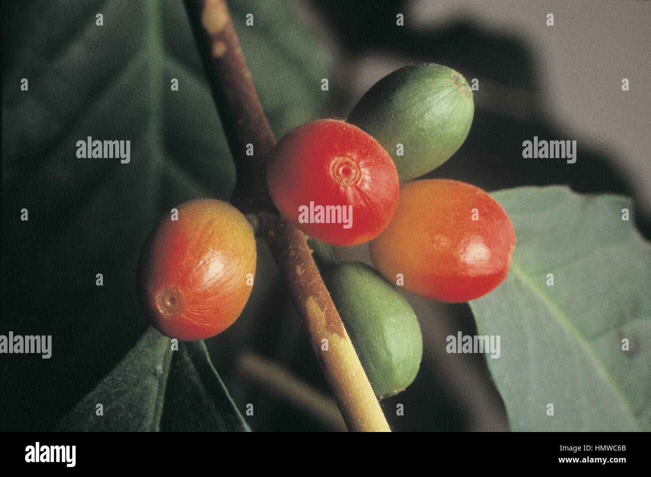 Arabian coffee coffea arabica hi-res stock photography and images - Alamy