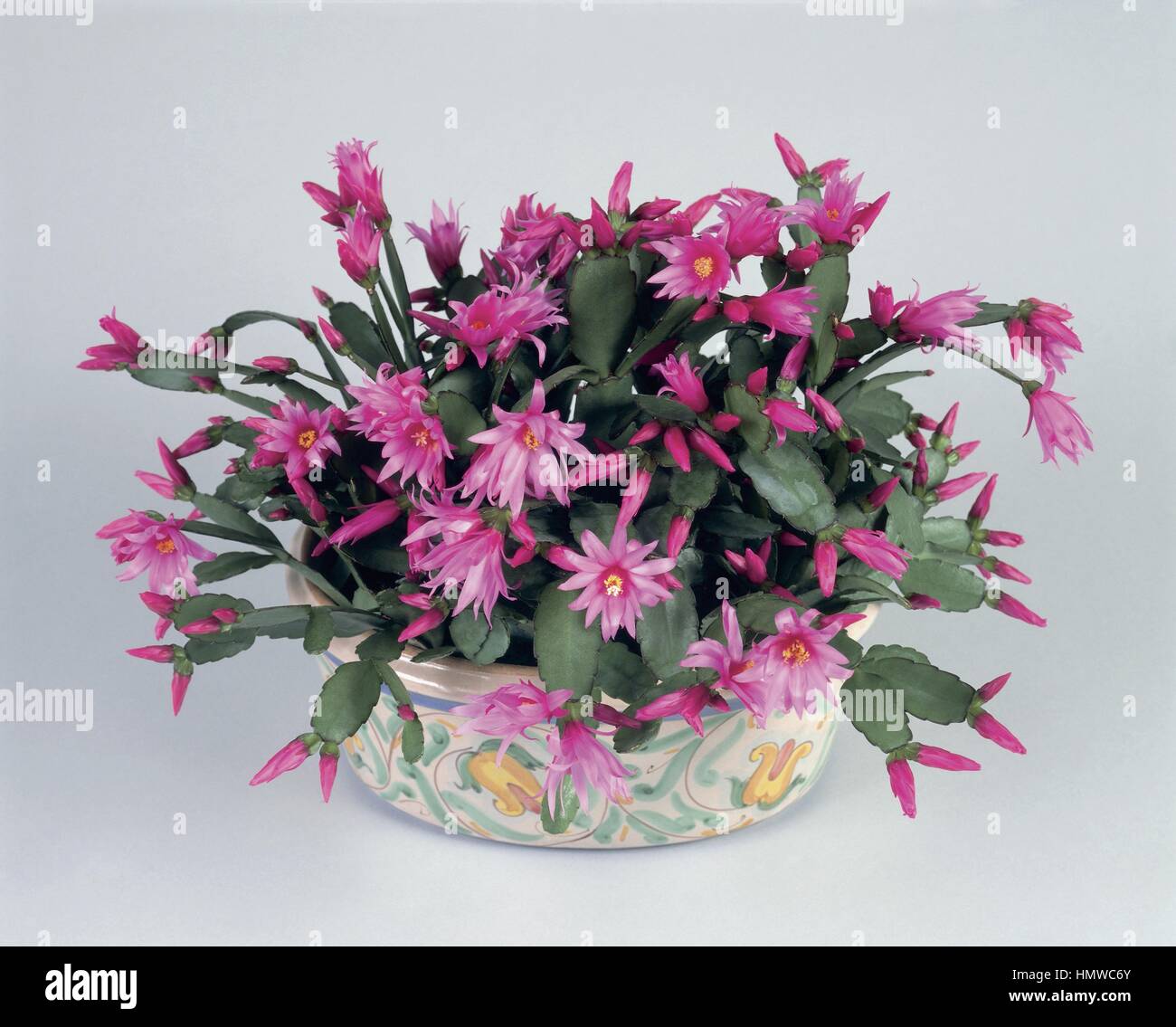 Rhipsalidopsis gaertneri hi-res stock photography and images - Alamy