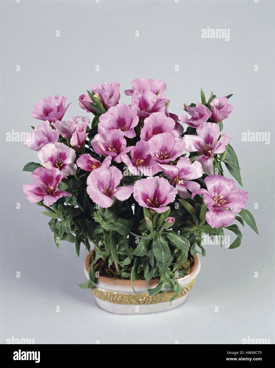 Houseplants - Onagraceae. Clarkia (Godetia Stock Photo - Alamy