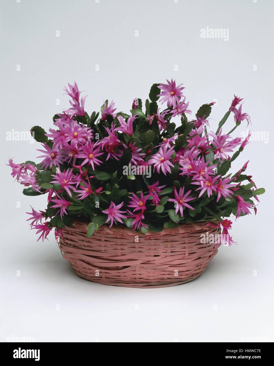 Rhipsalidopsis gaertneri hi-res stock photography and images - Alamy