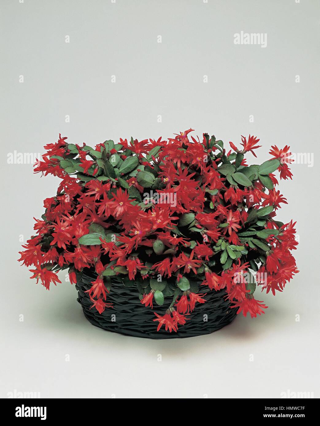 Rhipsalidopsis hi-res stock photography and images - Alamy