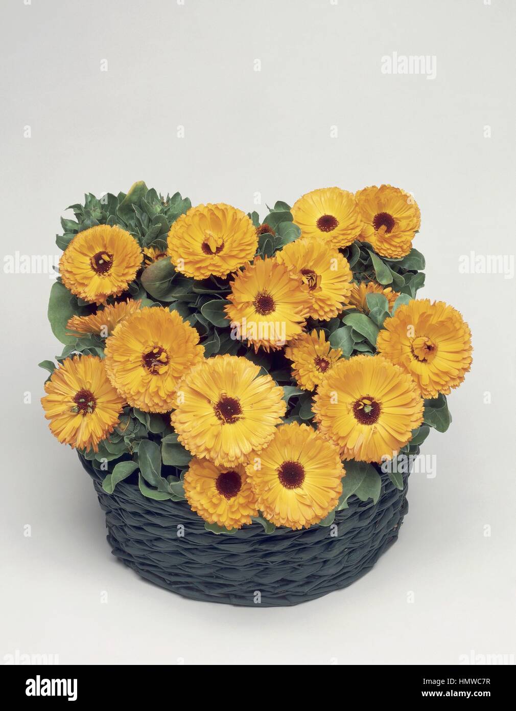 Houseplants - Asteraceae. Pot Marigold (Calendula Stock Photo - Alamy