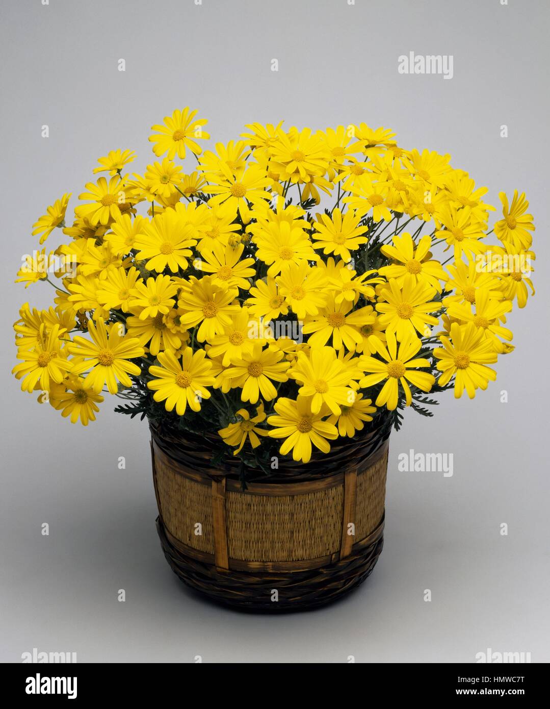 Euryops (Euryops sp), Asteraceae Stock Photo - Alamy