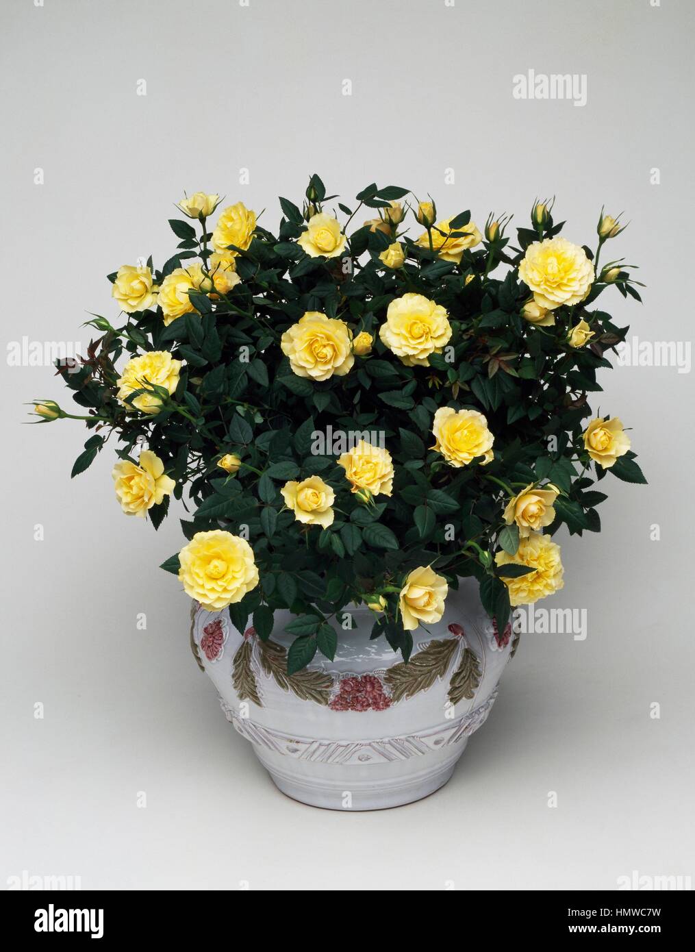 Rosa (Rosa Golden), Rosaceae Stock Photo - Alamy