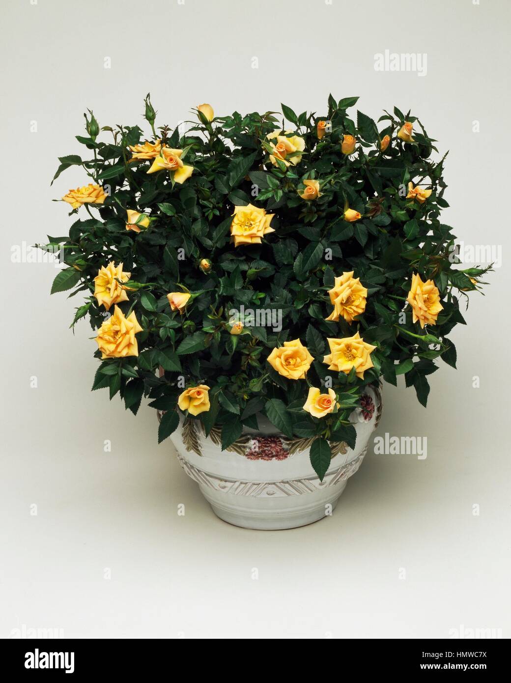 Kordana hi-res stock photography and images - Alamy
