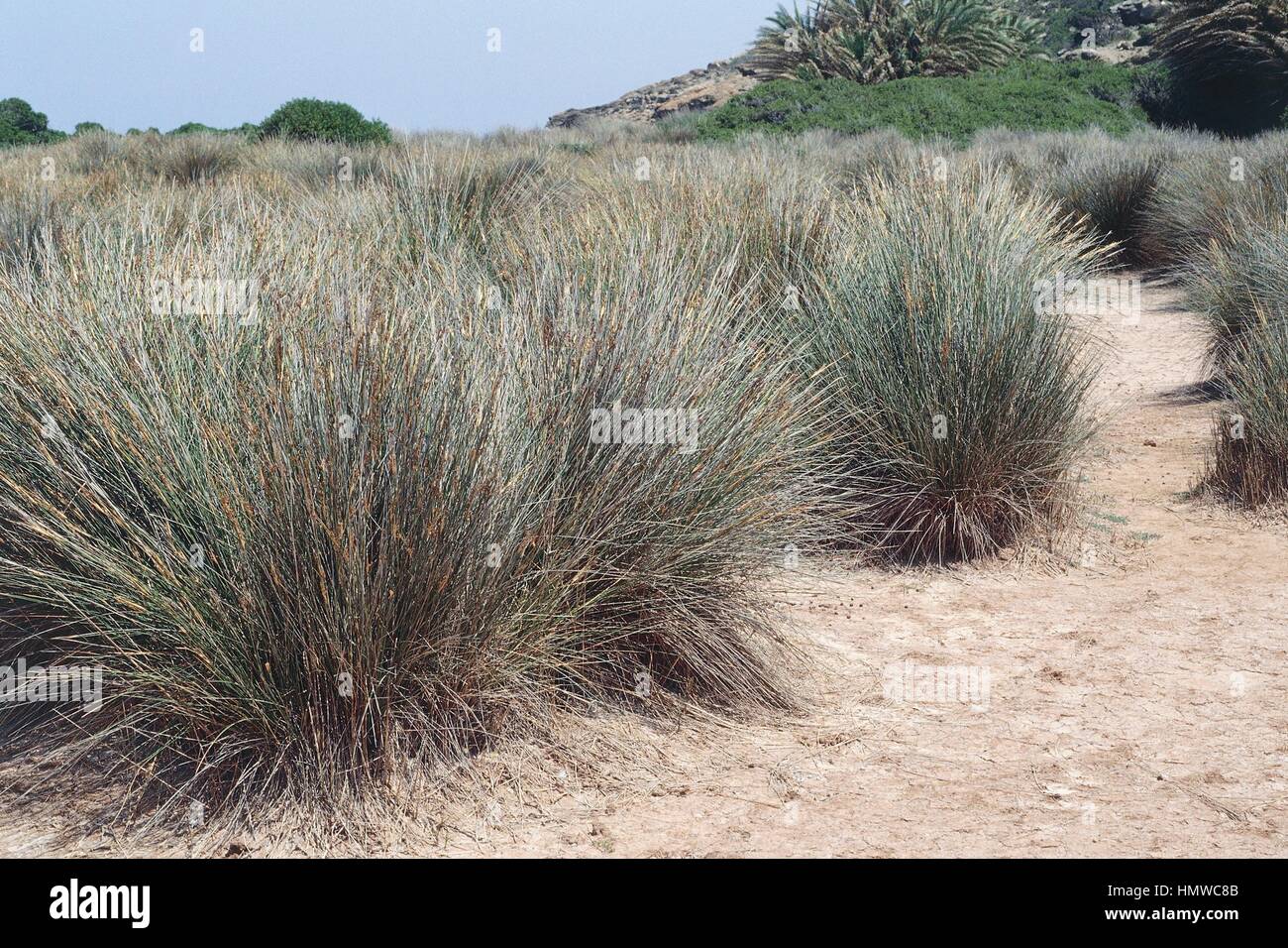 European beachgrass (Ammofila arenaria), Poaceae Stock Photo - Alamy