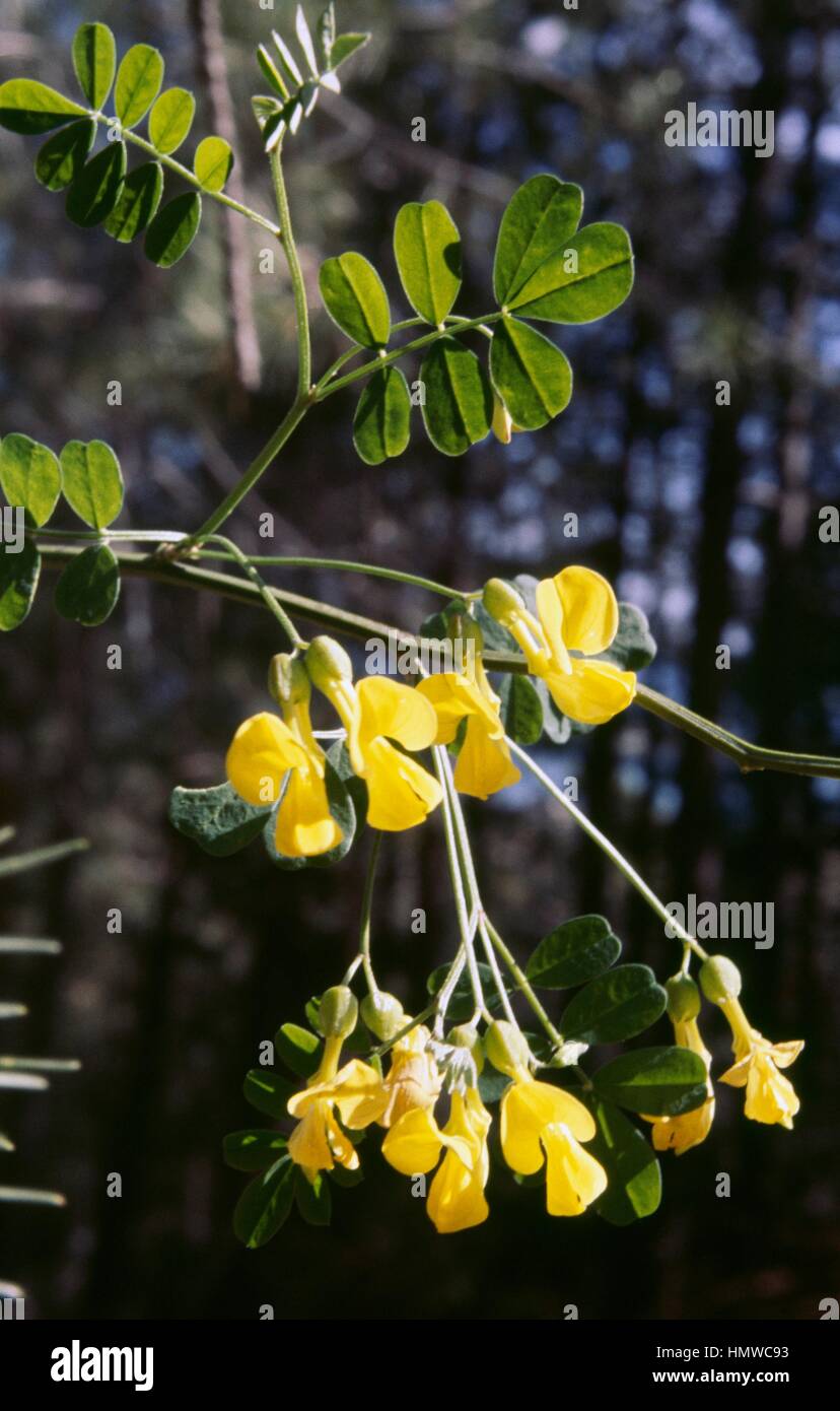 Coronilla emerus hi-res stock photography and images - Alamy