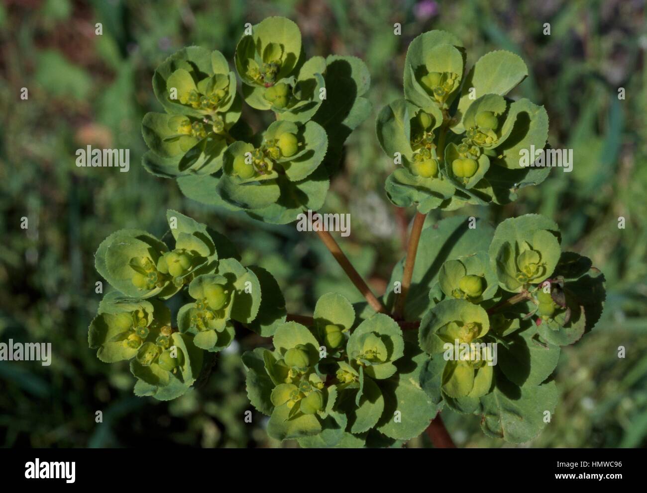 Wart spurge (Euphorbia helioscopia) flower, Euphorbiaceae. Detail Stock ...