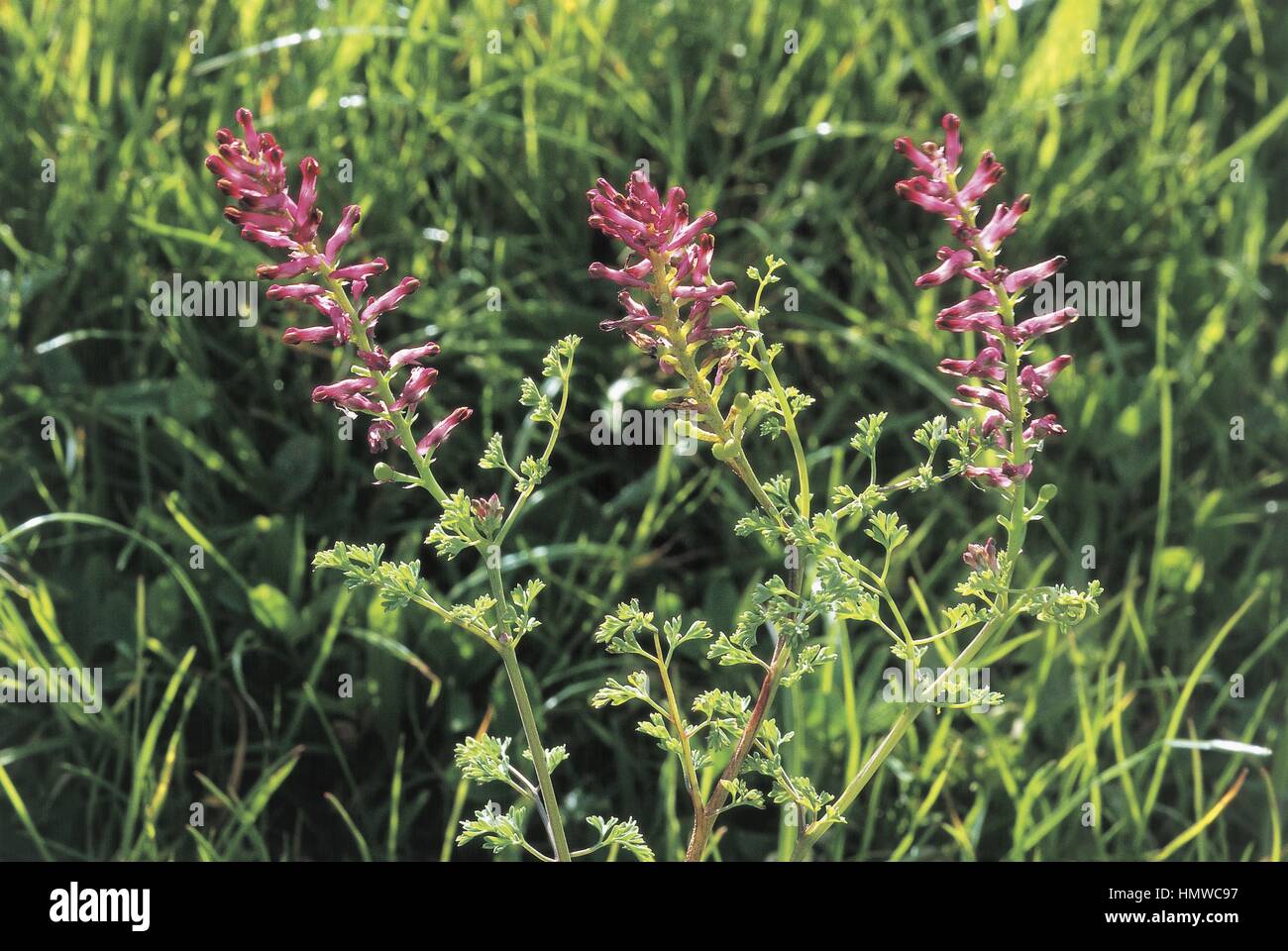 Botany - Fumariaceae. Drug fumitory (Fumaria officinalis Stock Photo ...