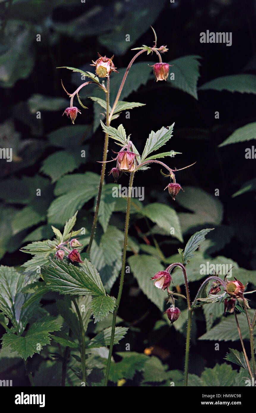 Purple avens or Water Avens (Geum rivale), Rosaceae Stock Photo - Alamy