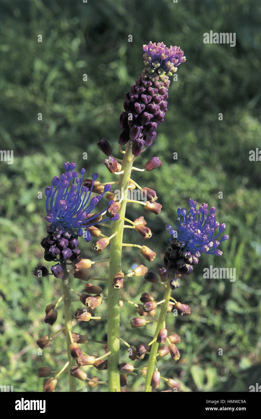 Botany liliaceae tassel hi-res stock photography and images - Alamy
