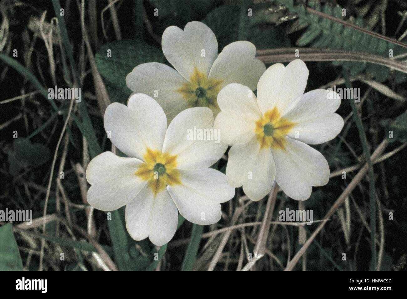 Botany - Primulaceae - English primrose (Primula acaulis Stock Photo ...