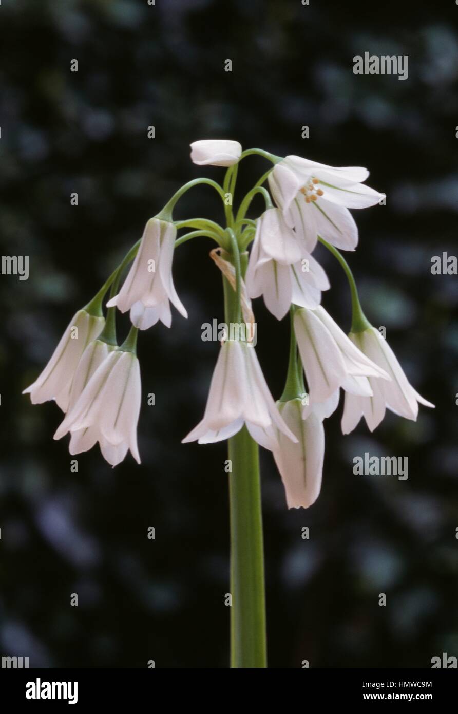 Three cornered hi-res stock photography and images - Alamy