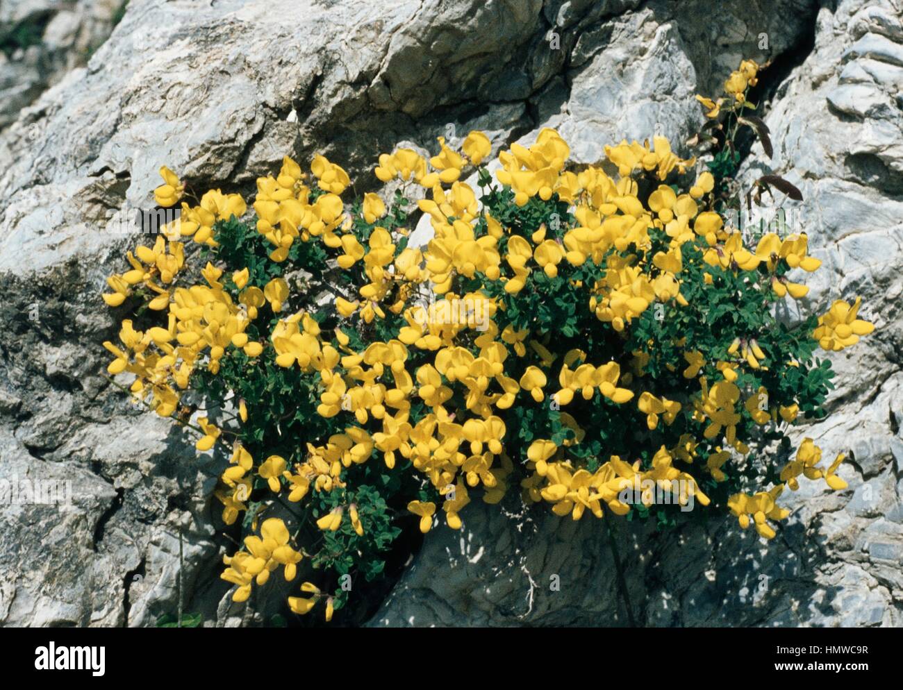 Broom (Cytisus sessilifolius), Papilionaceae Stock Photo - Alamy