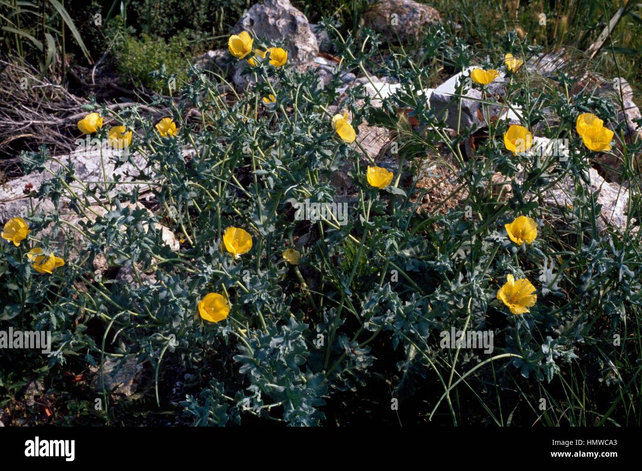 Yellow hornpoppy, Horned poppy or Sea poppy (Glaucium flavum ...