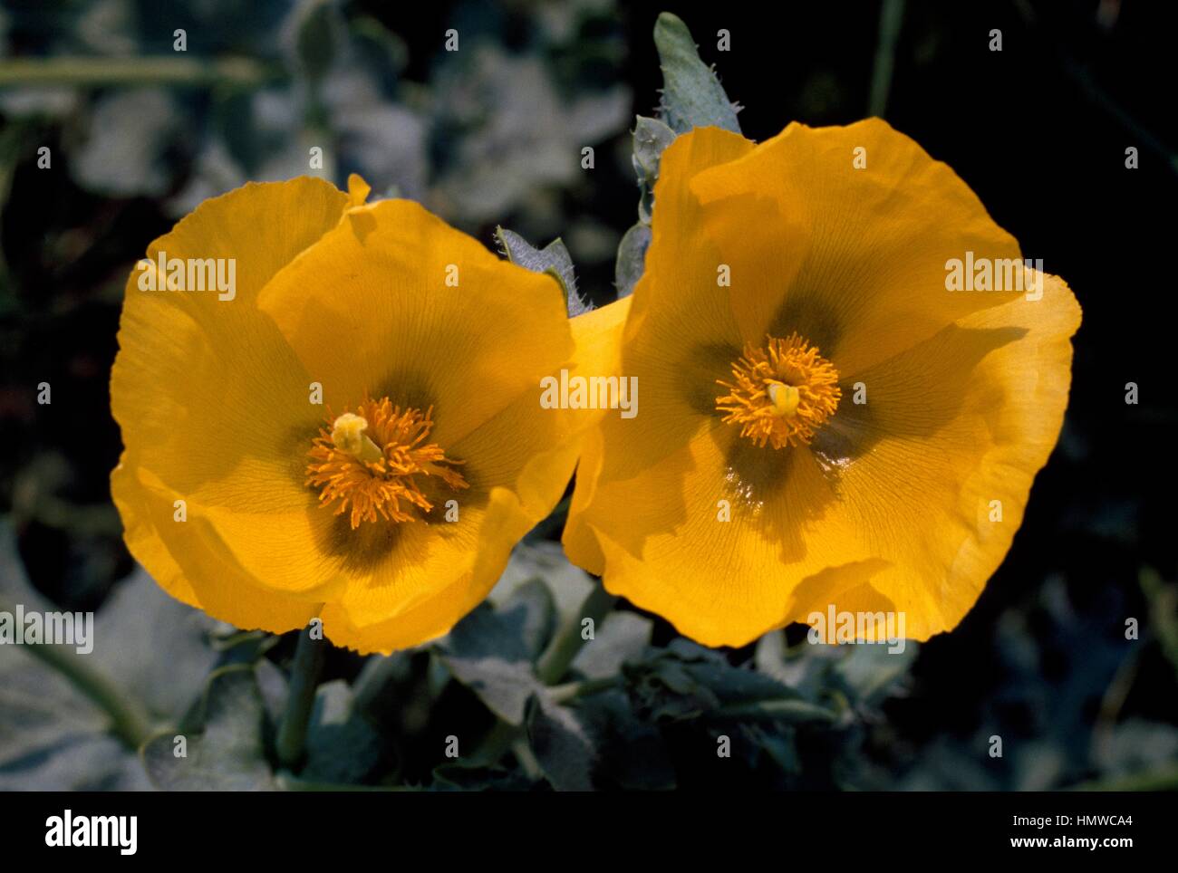 Yellow hornpoppy, Horned poppy or Sea poppy (Glaucium flavum ...