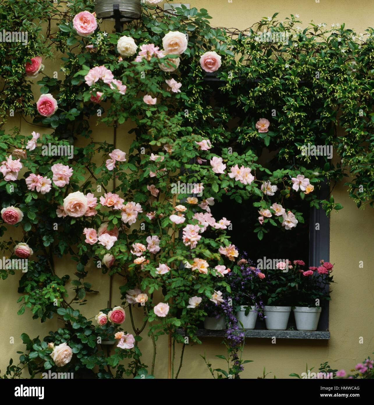 Rose rosa sp garden hi-res stock photography and images - Alamy