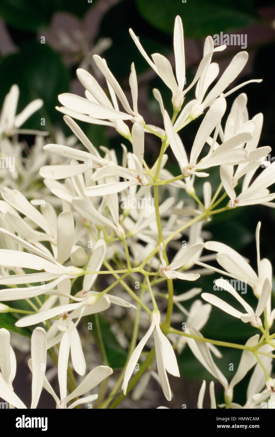 White fringetree flowers (Chionanthus virginicus), Oleaceae Stock Photo ...