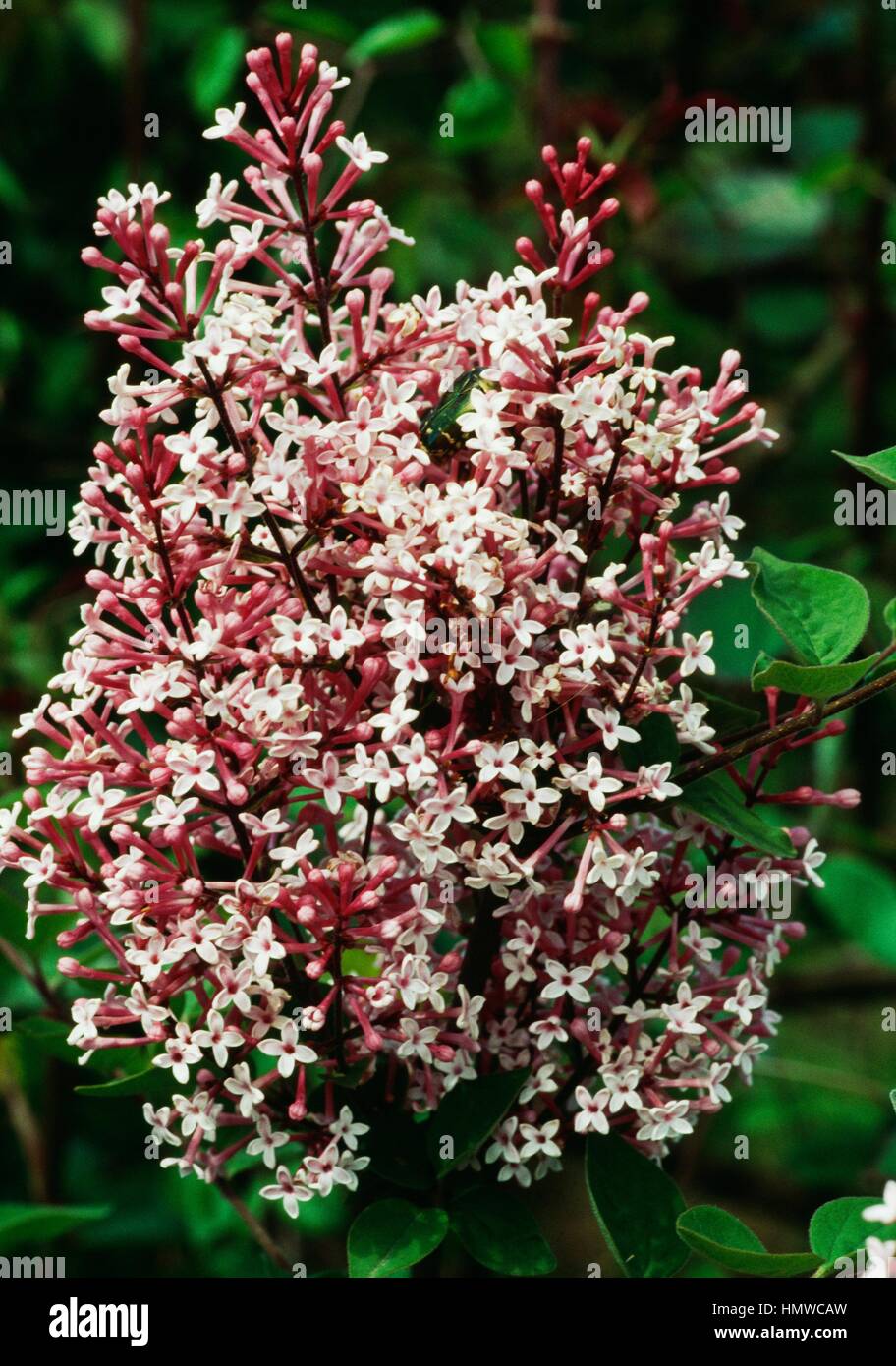Littleleaf lilac (Syringa pubescens microphylla Superba), Oleaceae ...