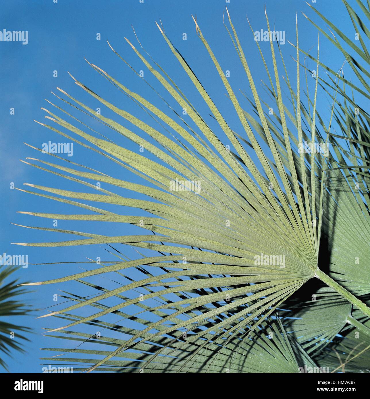 Botany - Palms (Palmae) - Dwarf fan palm (Chamaerops humilis Stock ...