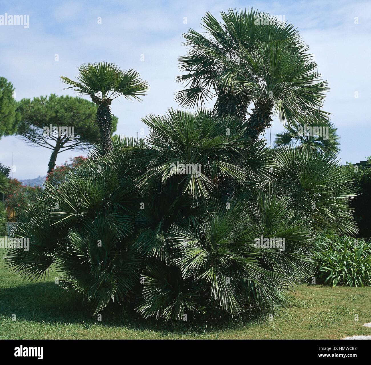 Saw palmetto palm tree hi-res stock photography and images - Alamy