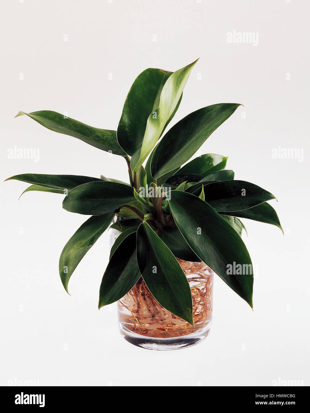 Philodendron (Philodendron sp), Araceae Stock Photo - Alamy