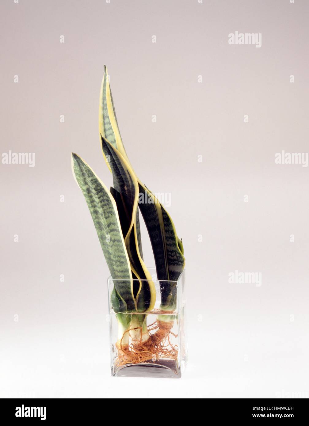 Philodendron (Philodendron sp), Araceae Stock Photo - Alamy