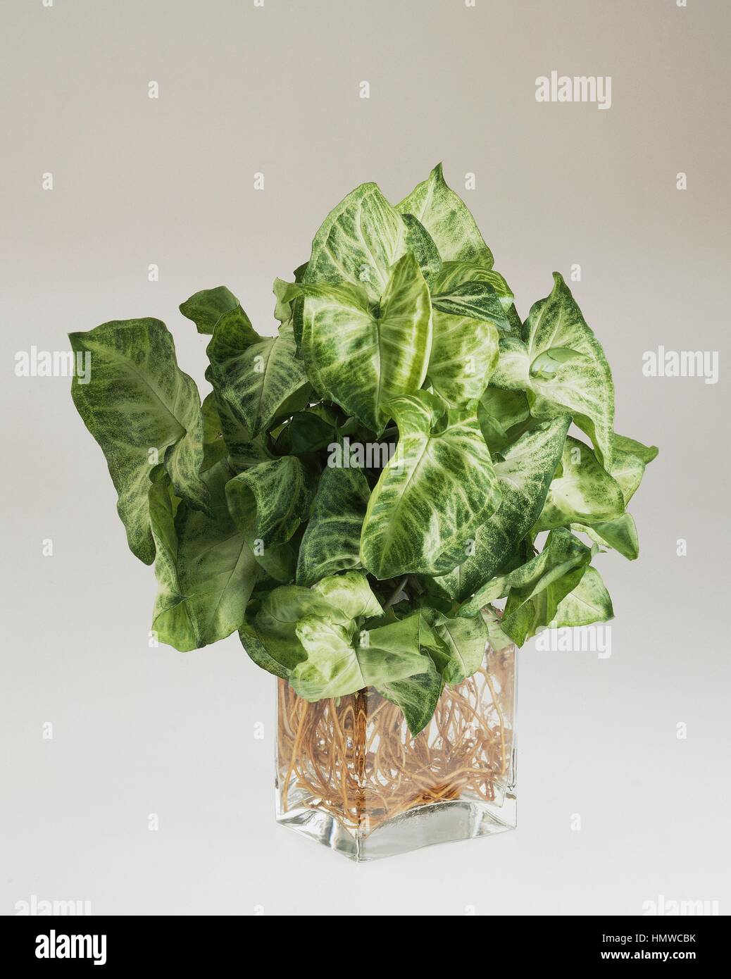 Singonium (Singonium sp), Araceae Stock Photo - Alamy