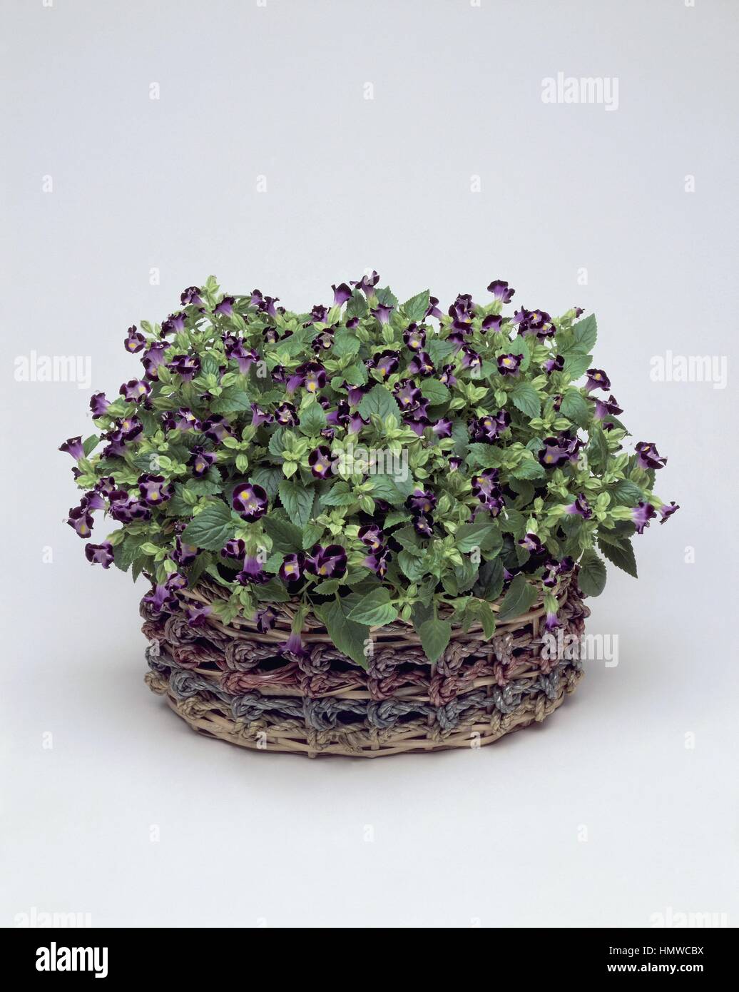 Houseplants - Scrophulariaceae - Wishbone flower (Torenia Stock Photo ...