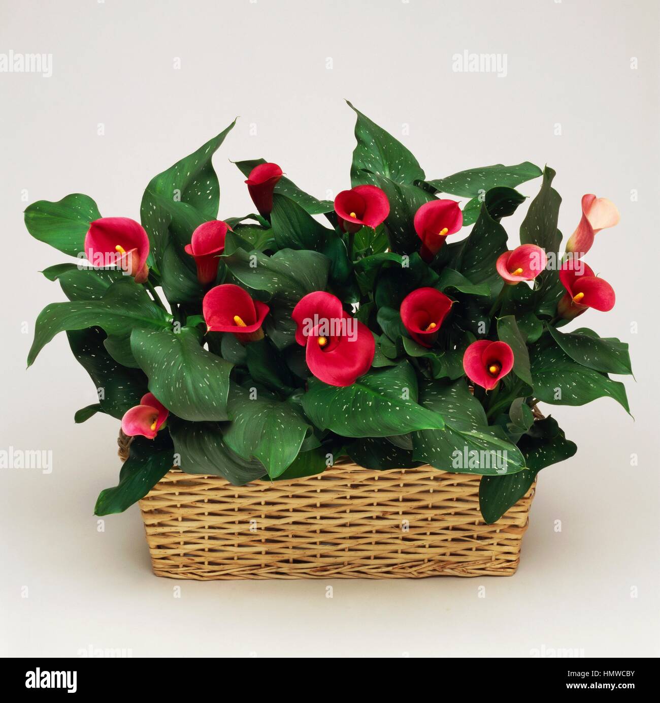 Calla lily (Zantedeschia sp), Araceae Stock Photo - Alamy
