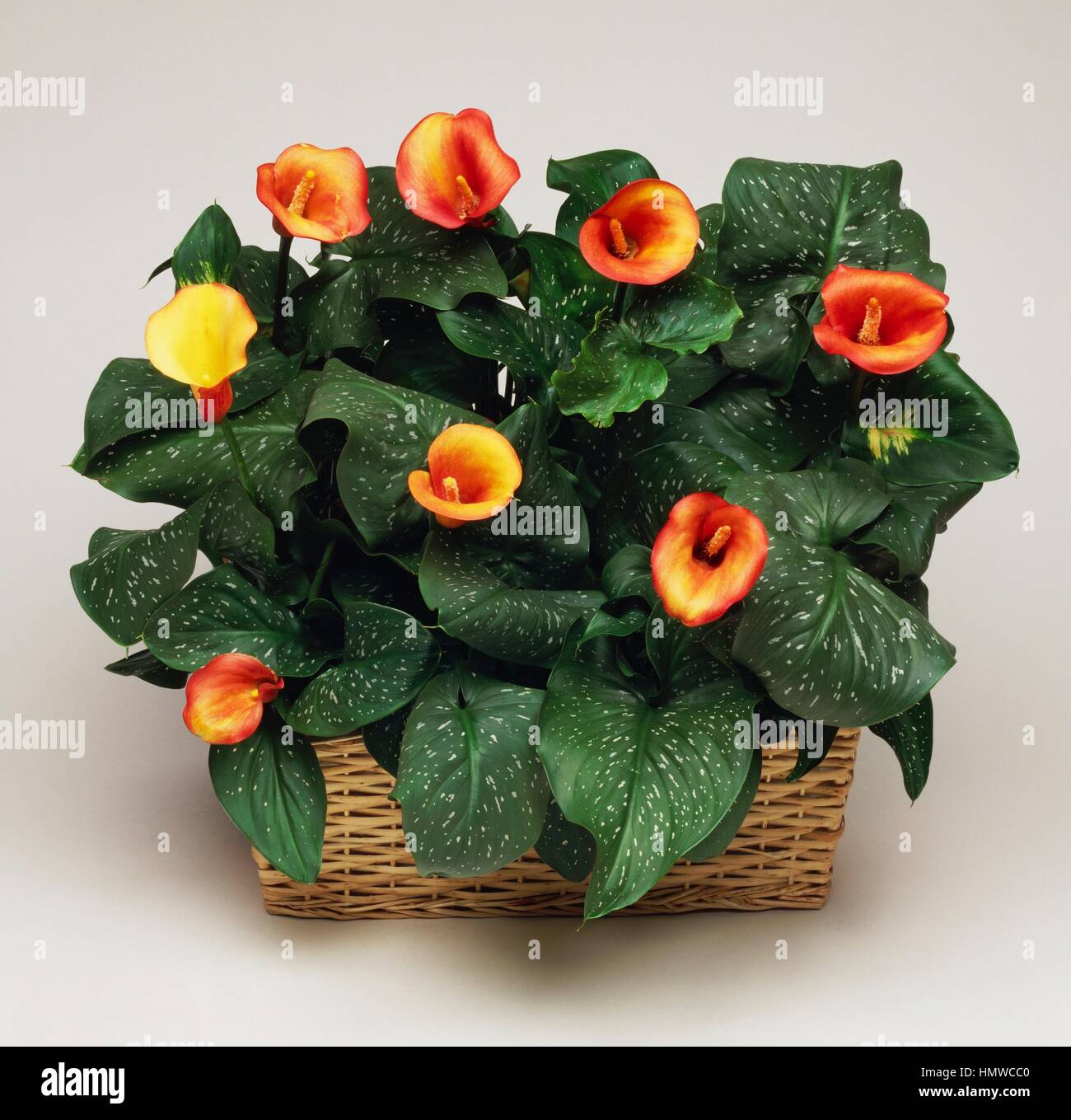 Calla lily (Zantedeschia sp), Araceae Stock Photo - Alamy
