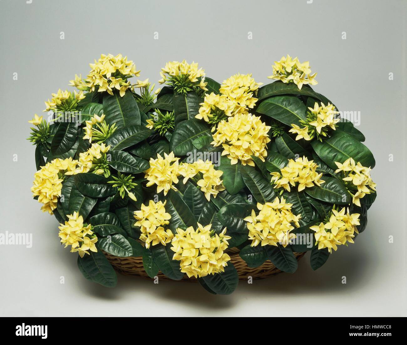 West Indian jasmine (Ixora sp), Rubiaceae Stock Photo - Alamy