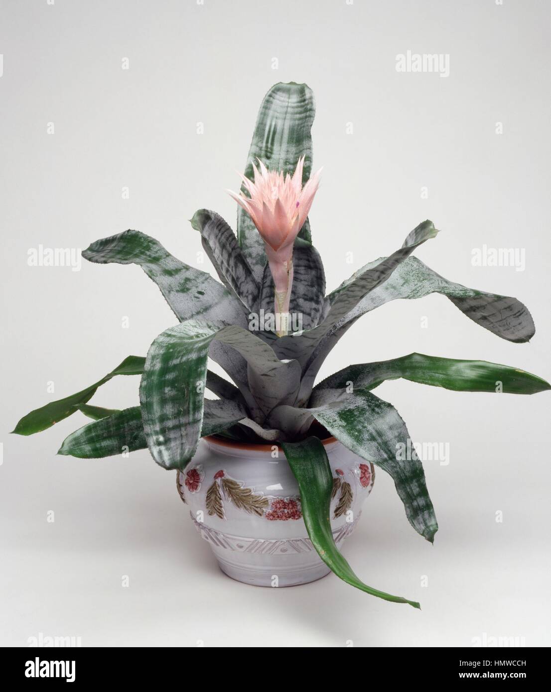 Silver vase or Urn plant (Aechmea fasciata or Billbergia rhodocyanea ...