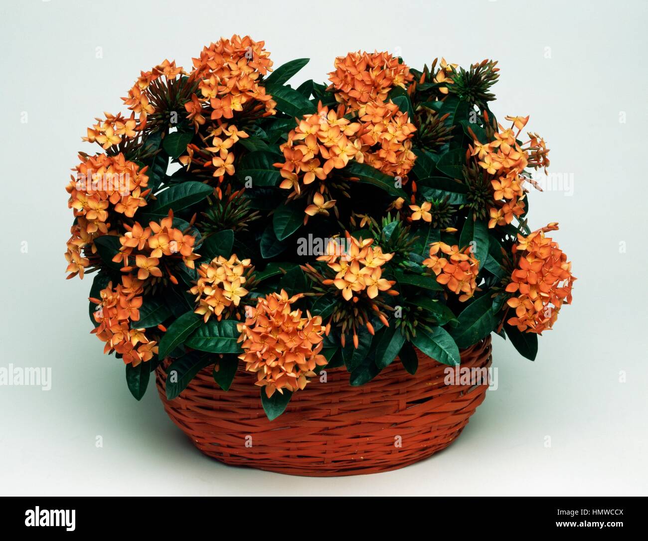 West Indian jasmine (Ixora sp), Rubiaceae Stock Photo - Alamy