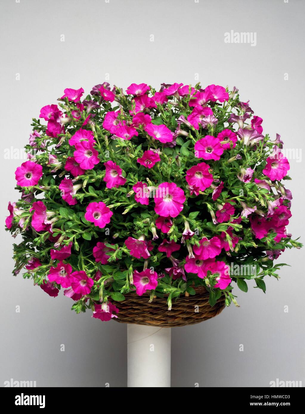 Calibrachoa hi-res stock photography and images - Alamy