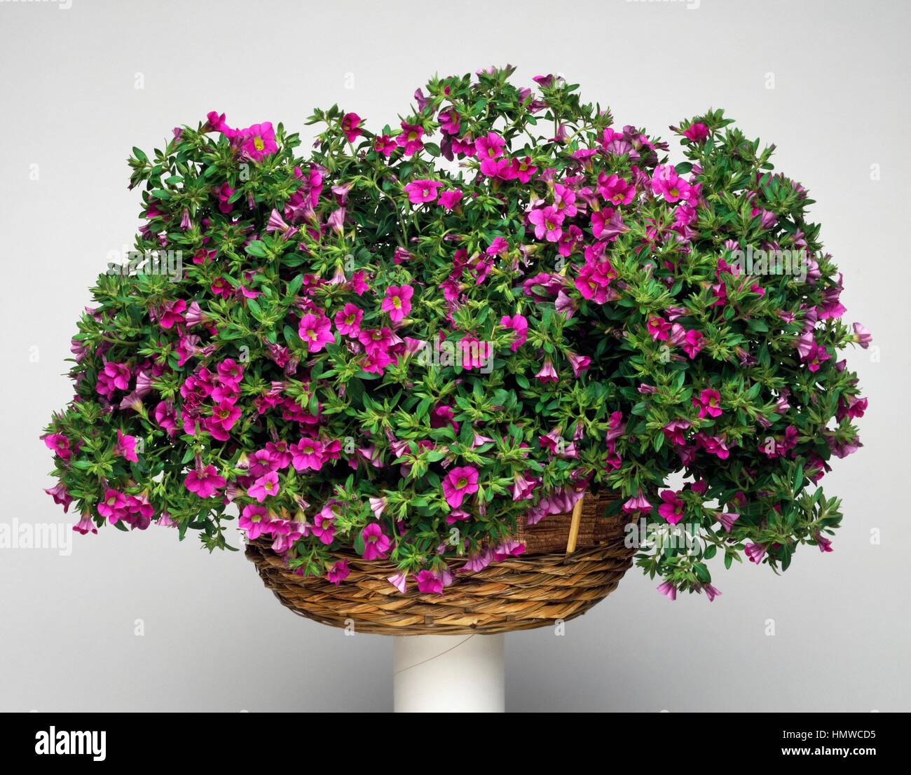 Petunia (Calibrachoa Million Bells), Solanaceae Stock Photo - Alamy