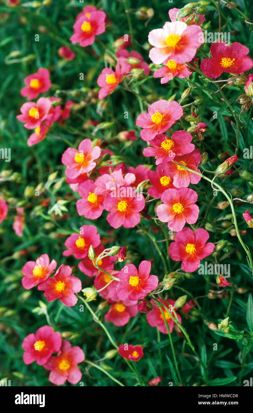 Common Rockrose (Helianthemum nummularium Ben Hope), Cistaceae Stock ...