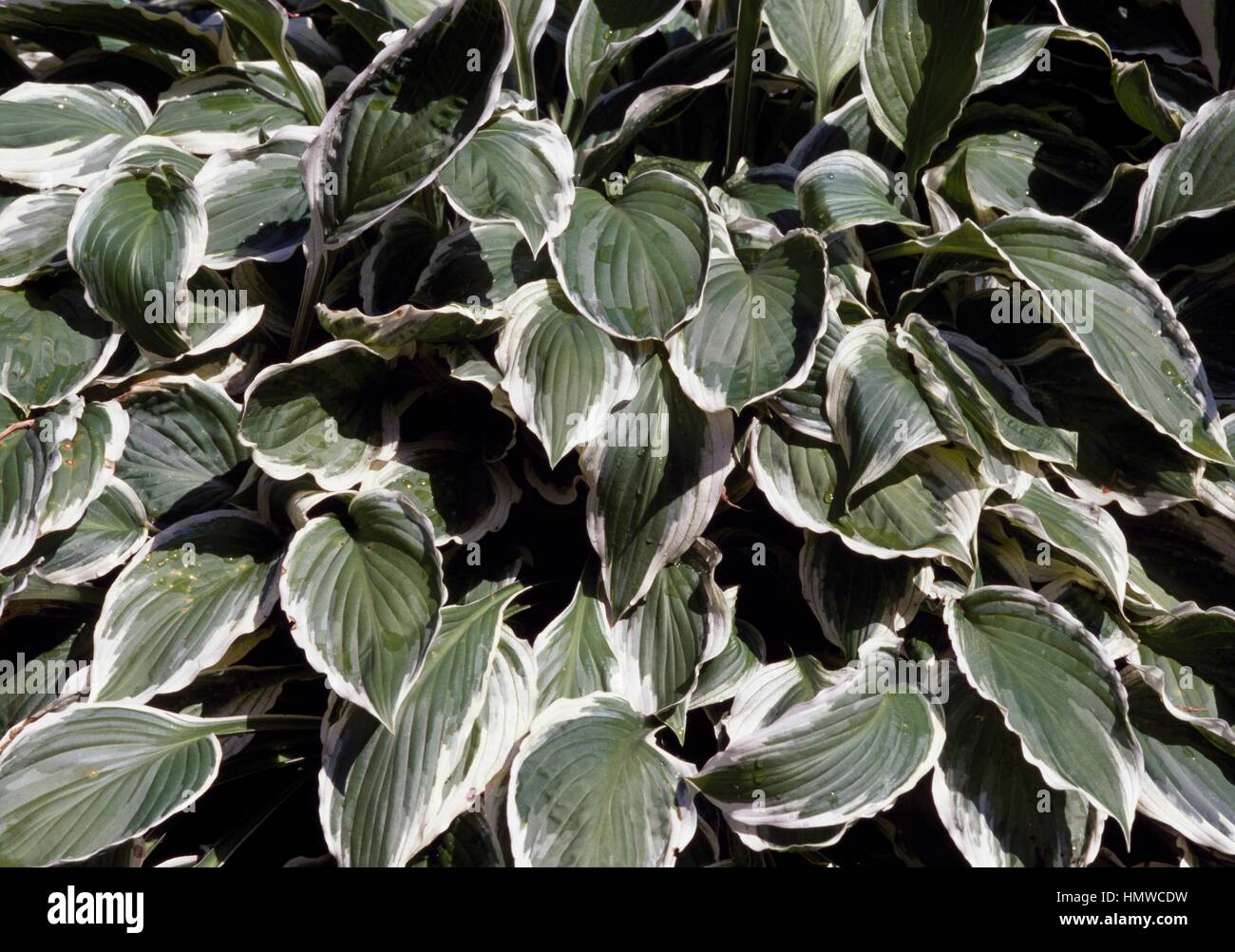 Variegated wavy plantain lily (Hosta Undulata Albomarginata), Liliaceae ...