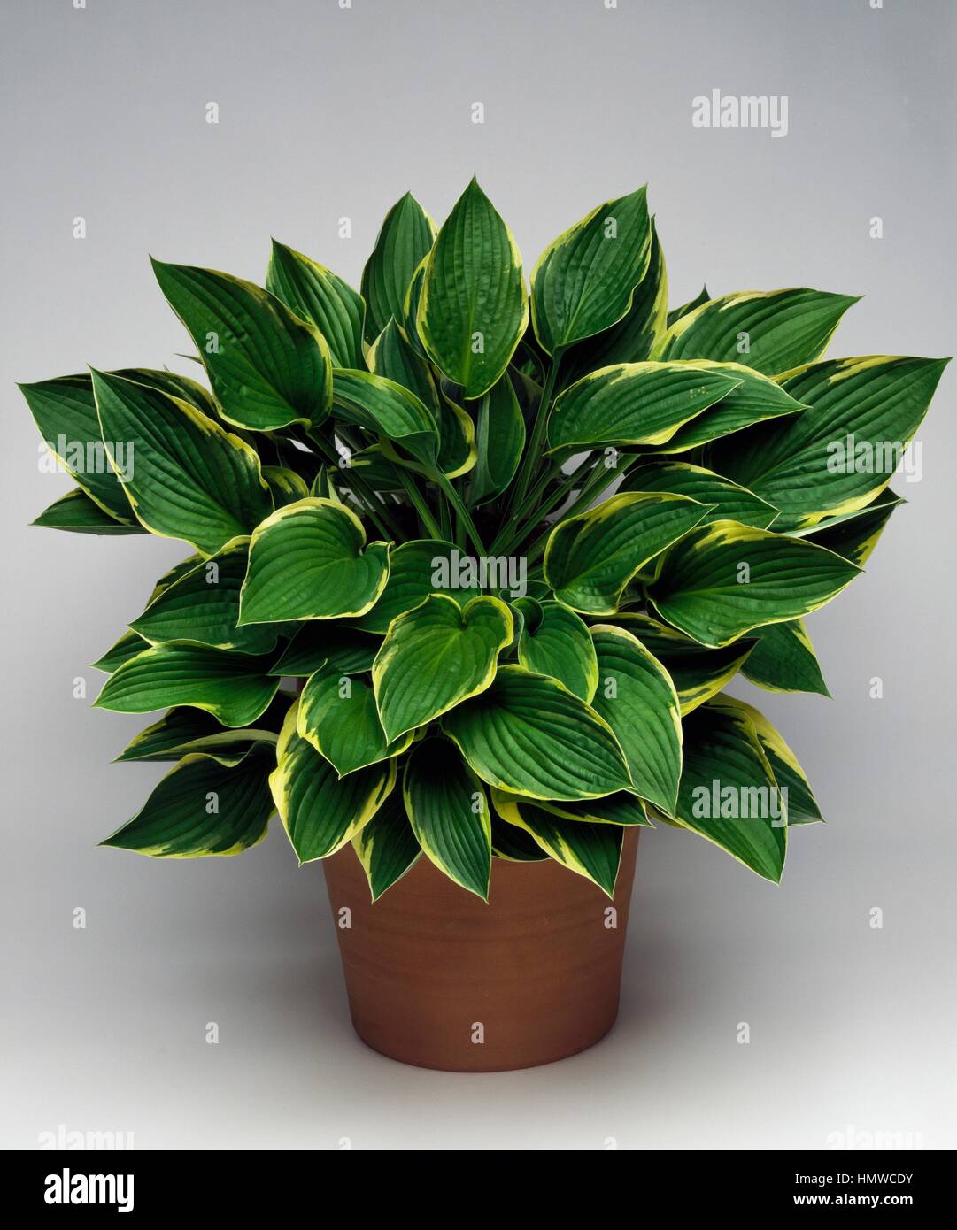 Gold-edged plantain lily (Hosta fortunei aureomarginata), Asparagaceae ...