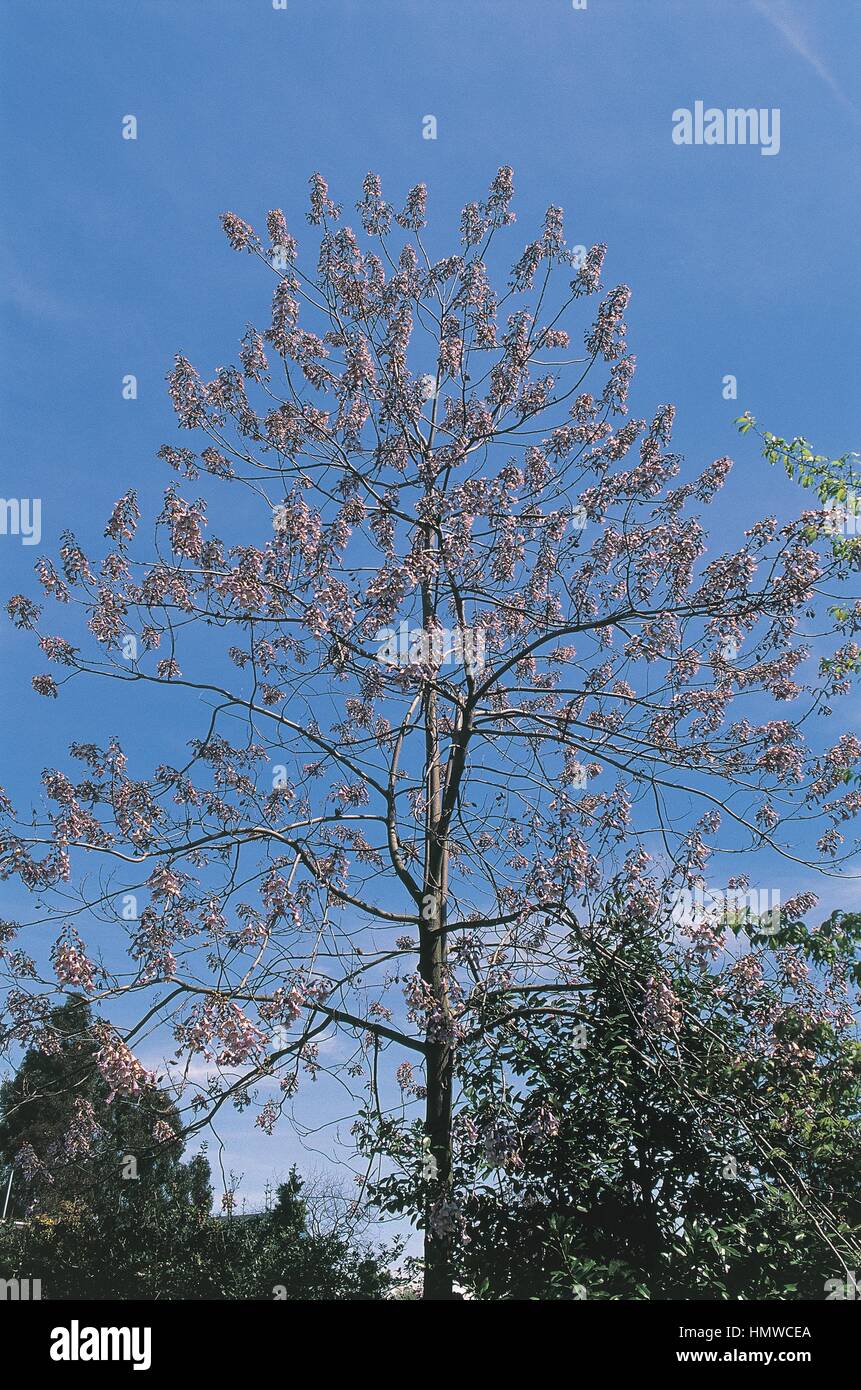 Botany - Scrophulariaceae - Paulownia tree Stock Photo - Alamy