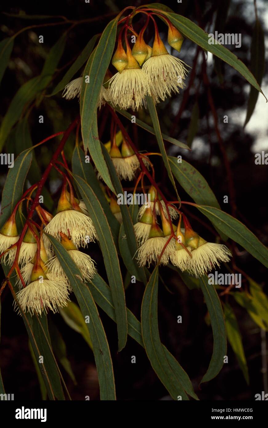 Snow gum flowering branch (Eucalyptus sideroxylons), Myrtaceae Stock ...