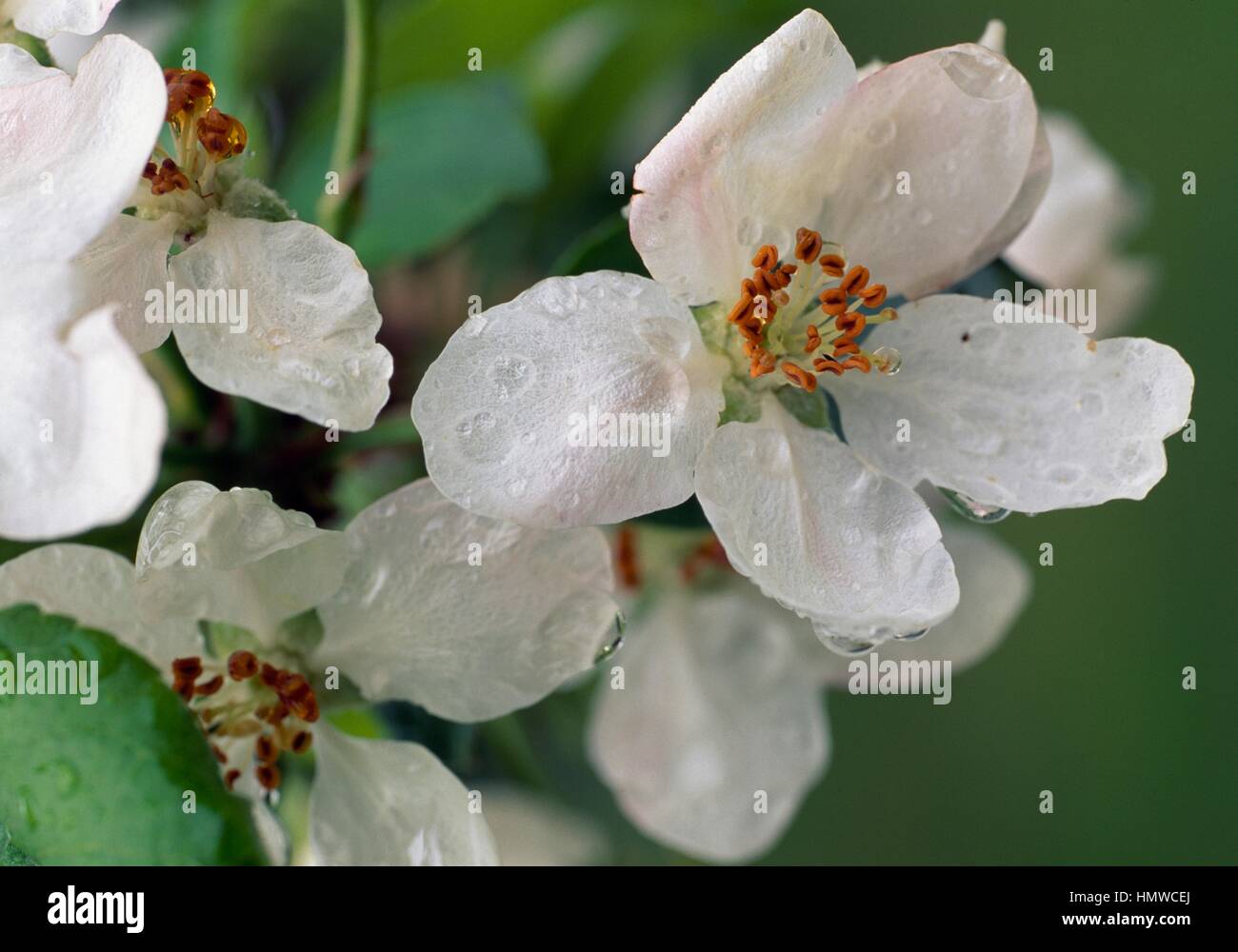 Malus communis hi-res stock photography and images - Alamy