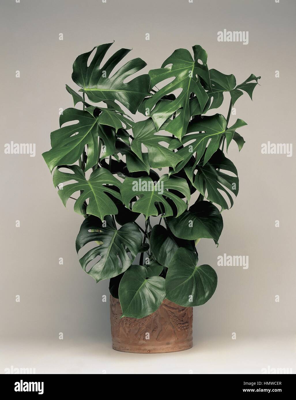 Houseplants - Araceae - Monstera Stock Photo - Alamy