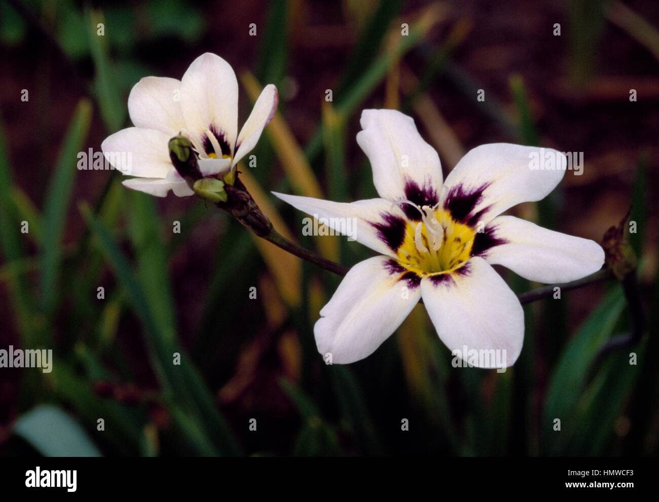 Wandflower or Harlequin Flower (Sparaxis bulbifera), Iridaceae Stock ...
