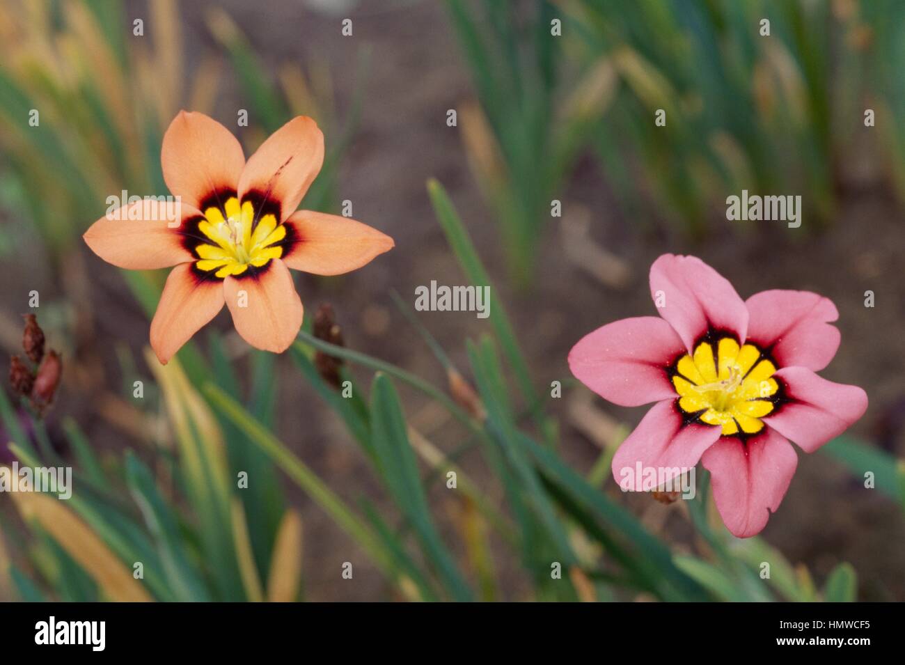 Wandflower or Harlequin Flower (Sparaxis grandiflora lineata or ...