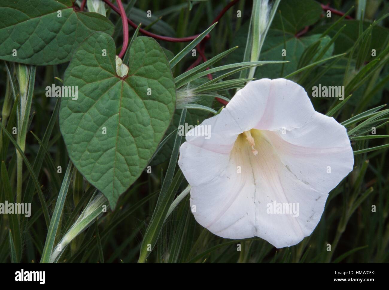 Hedge bindweed (Convolvulus sepium), Convolvulaceae Stock Photo - Alamy