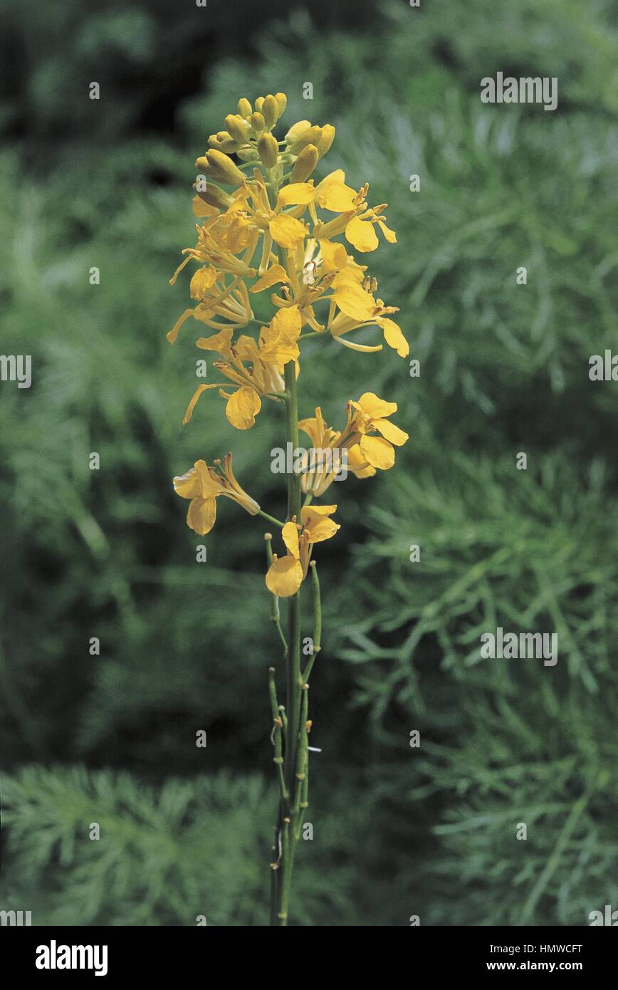 Botany - Cruciferae - White mustard (Sinapis alba Stock Photo - Alamy
